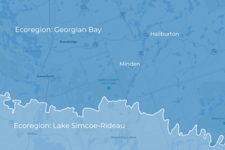 Haliburton Native Plants Explained - Grounded