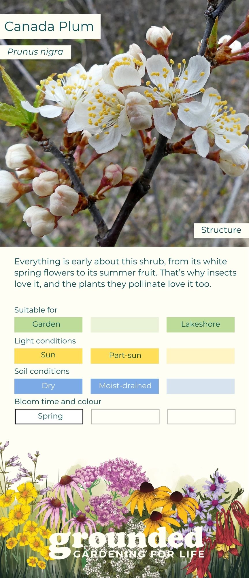 Canada Plum - Grounded