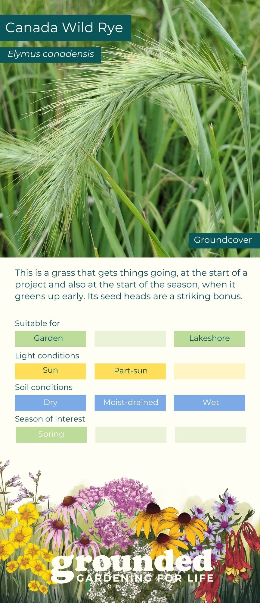 Canada Wild Rye - Grounded