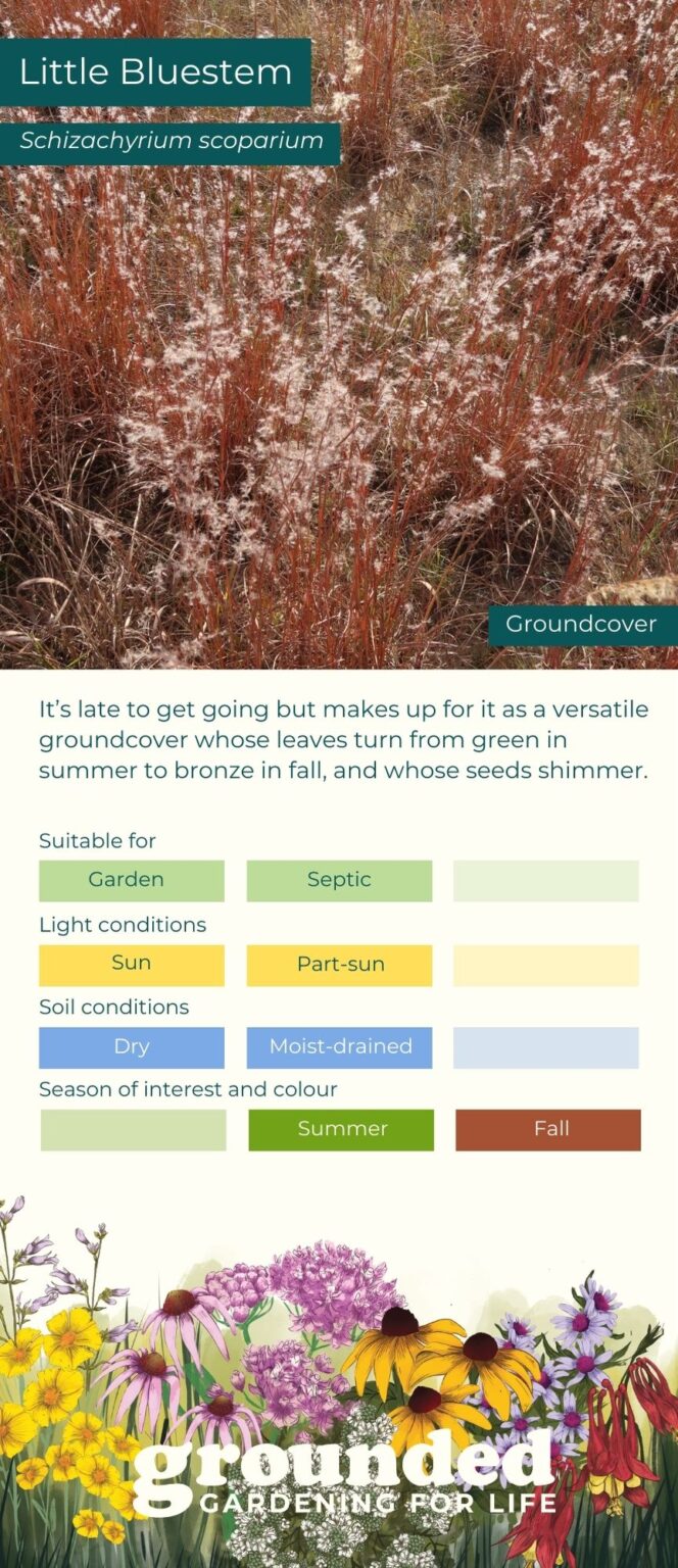 Little Bluestem - Grounded