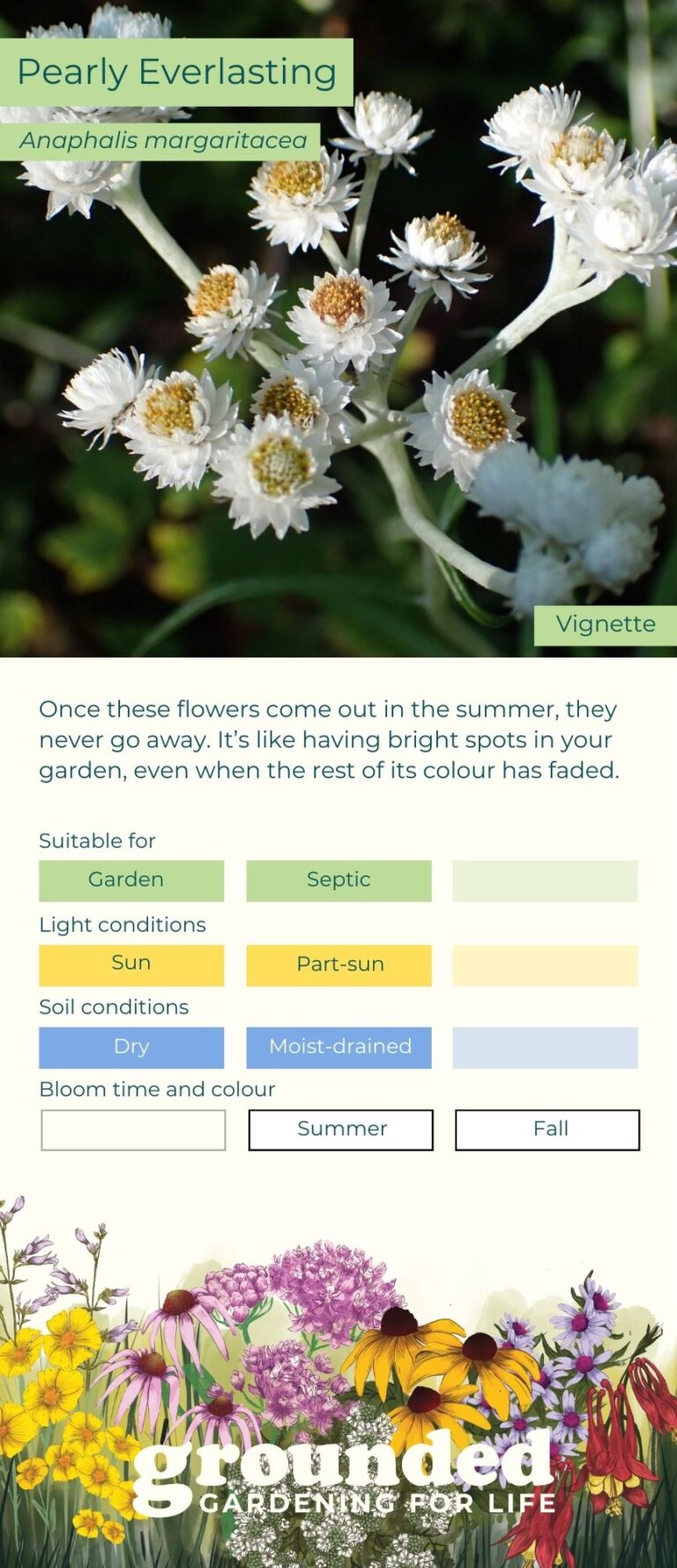 Pearly Everlasting - Grounded