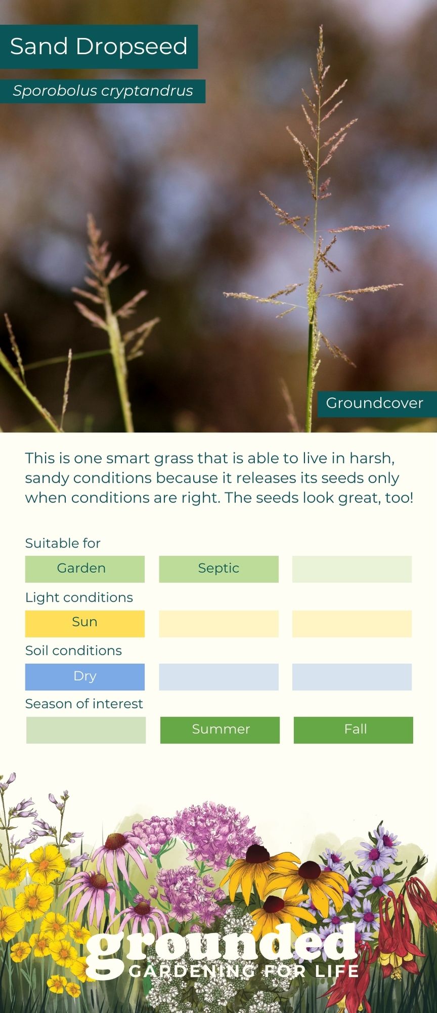 Sand Dropseed - Grounded