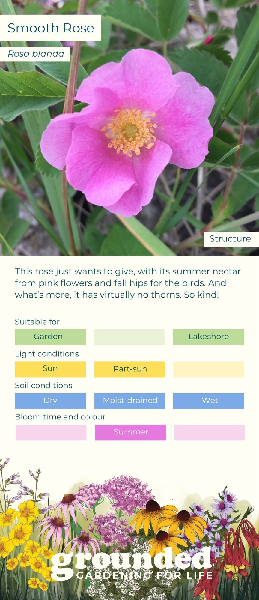 Smooth Rose - Grounded