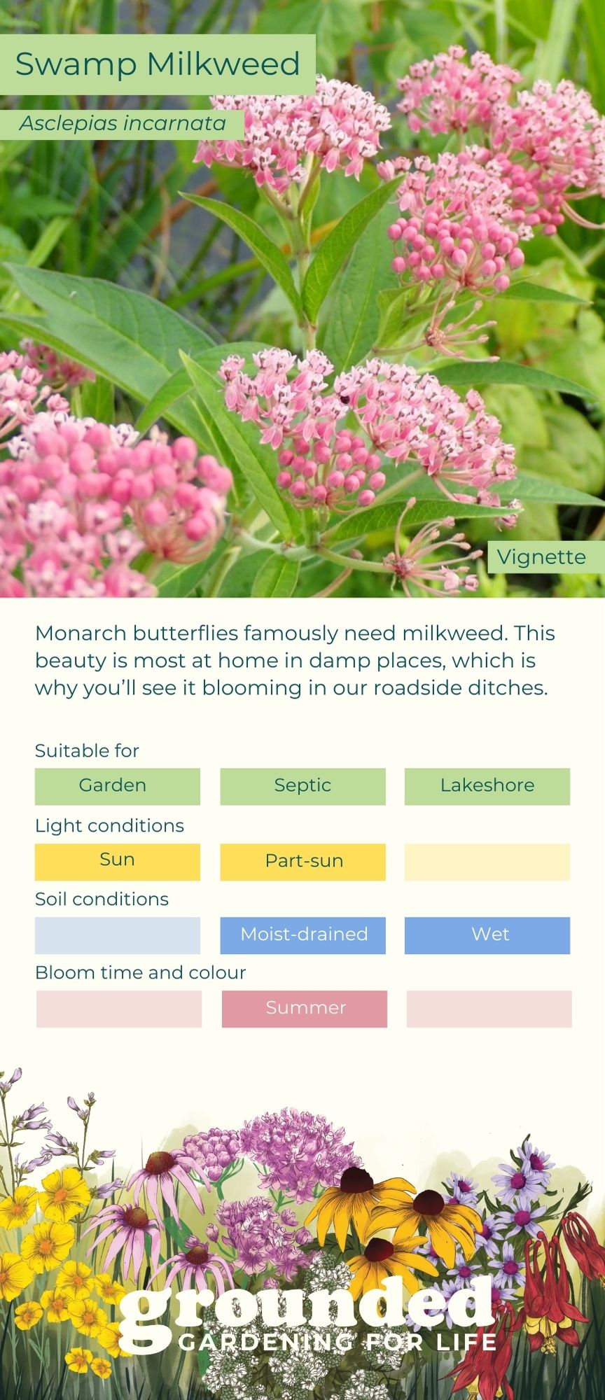 Swamp Milkweed - Grounded