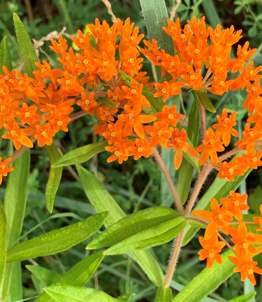 How Plant Sociability Is Critical in Natural Gardens and Shorelines
