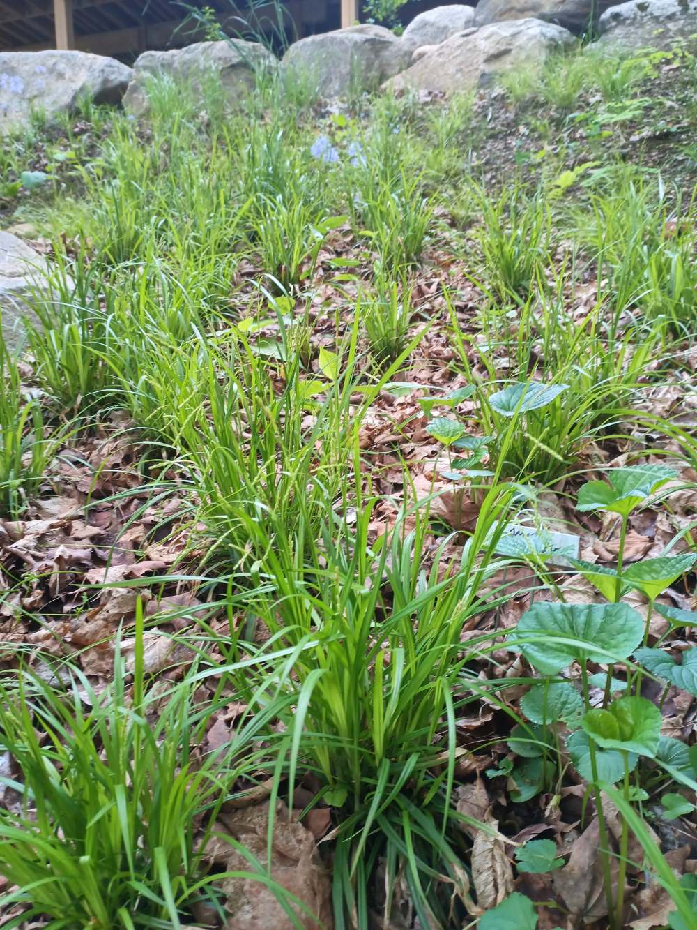 How to Make a Beautiful Landscape in the Shade