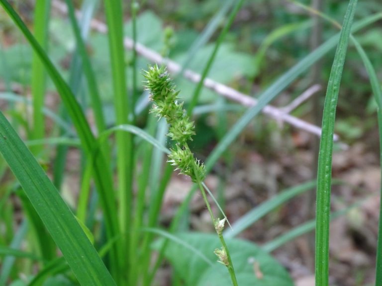 Bur-reed Sedge