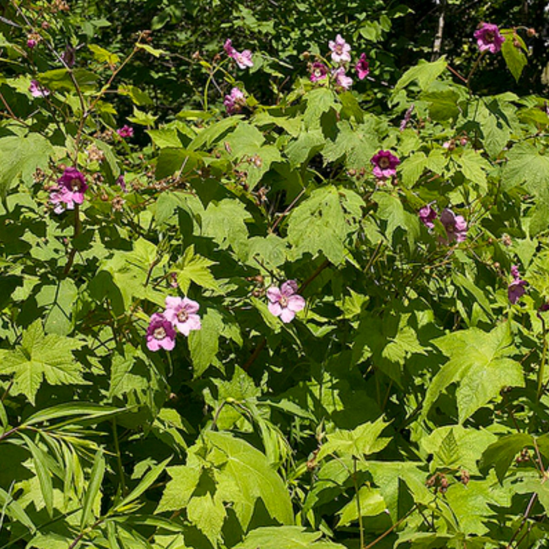 Flowering Raspberry
