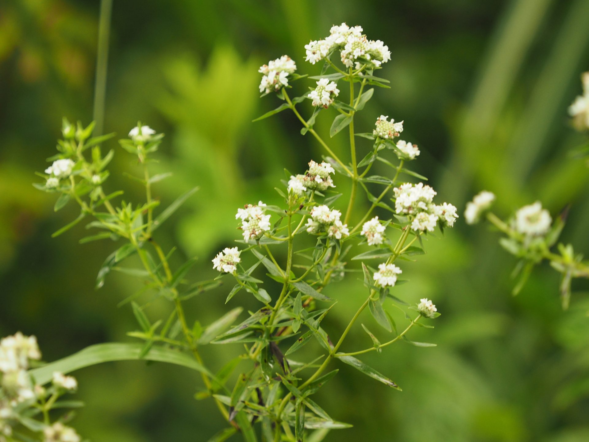 Narrowleaf Mountain Mint