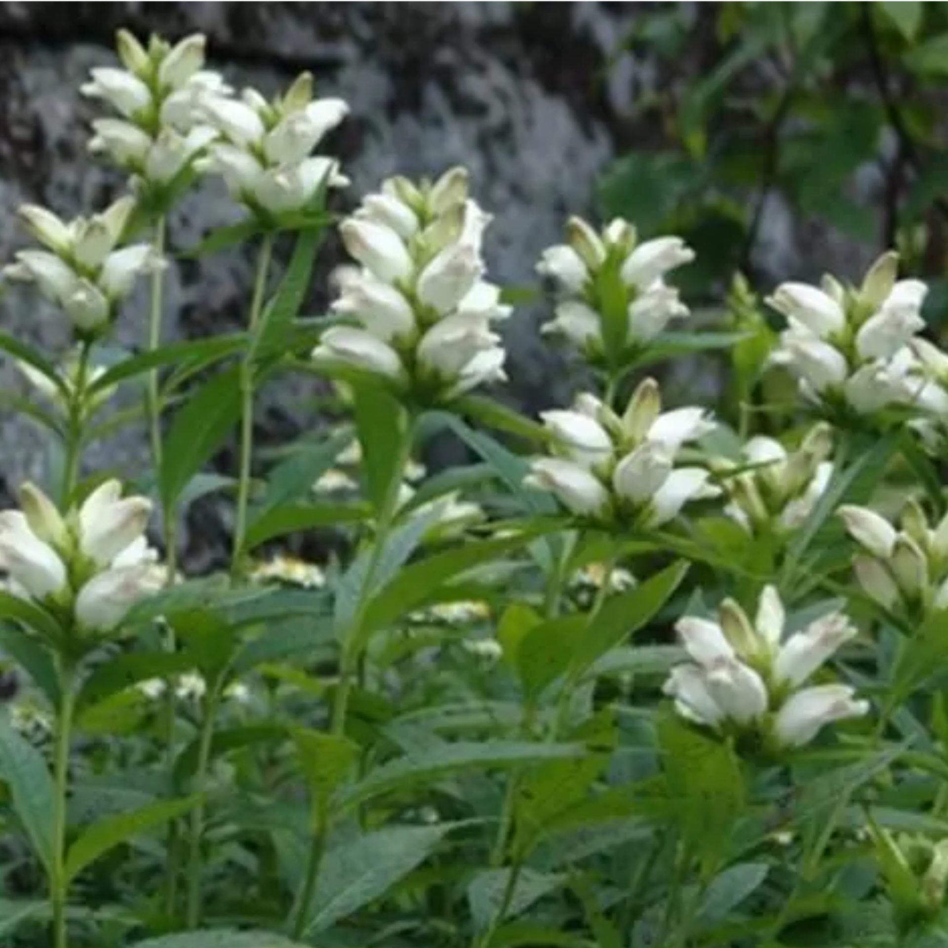 White Turtlehead