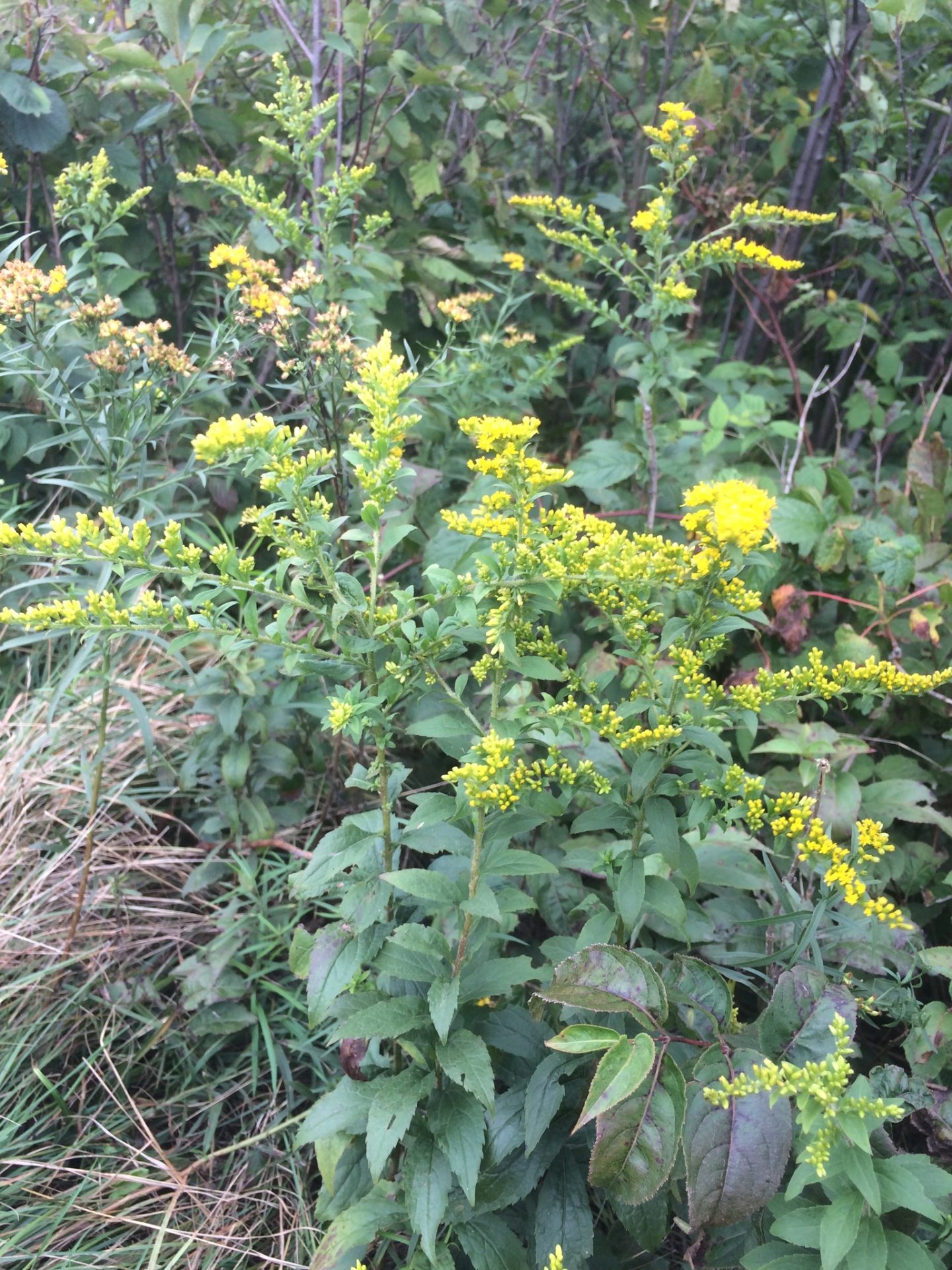 Wrinkle-leaf Goldenrod