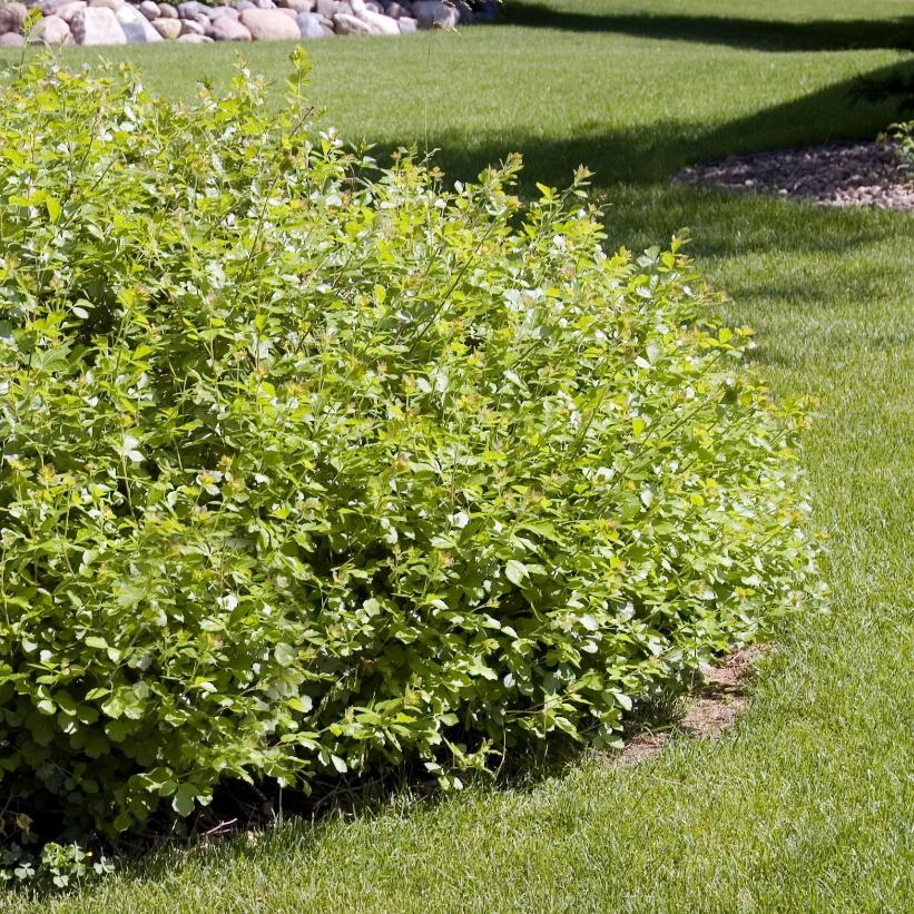 Gro-Low Fragrant Sumac (cuiltivar)